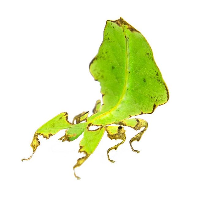 Wandelend blad nimfjes online kopen en houden als huisdier ...
