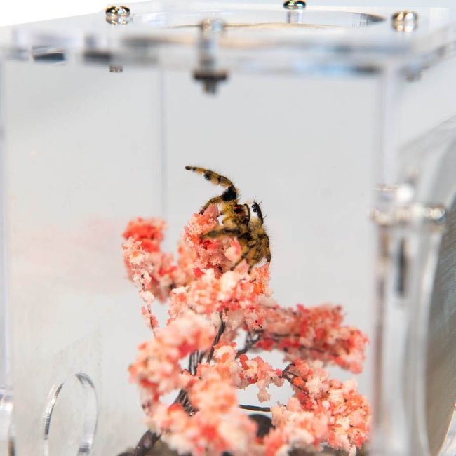 Een uniek terrarium om springspinnen in te houden als huisdier ...