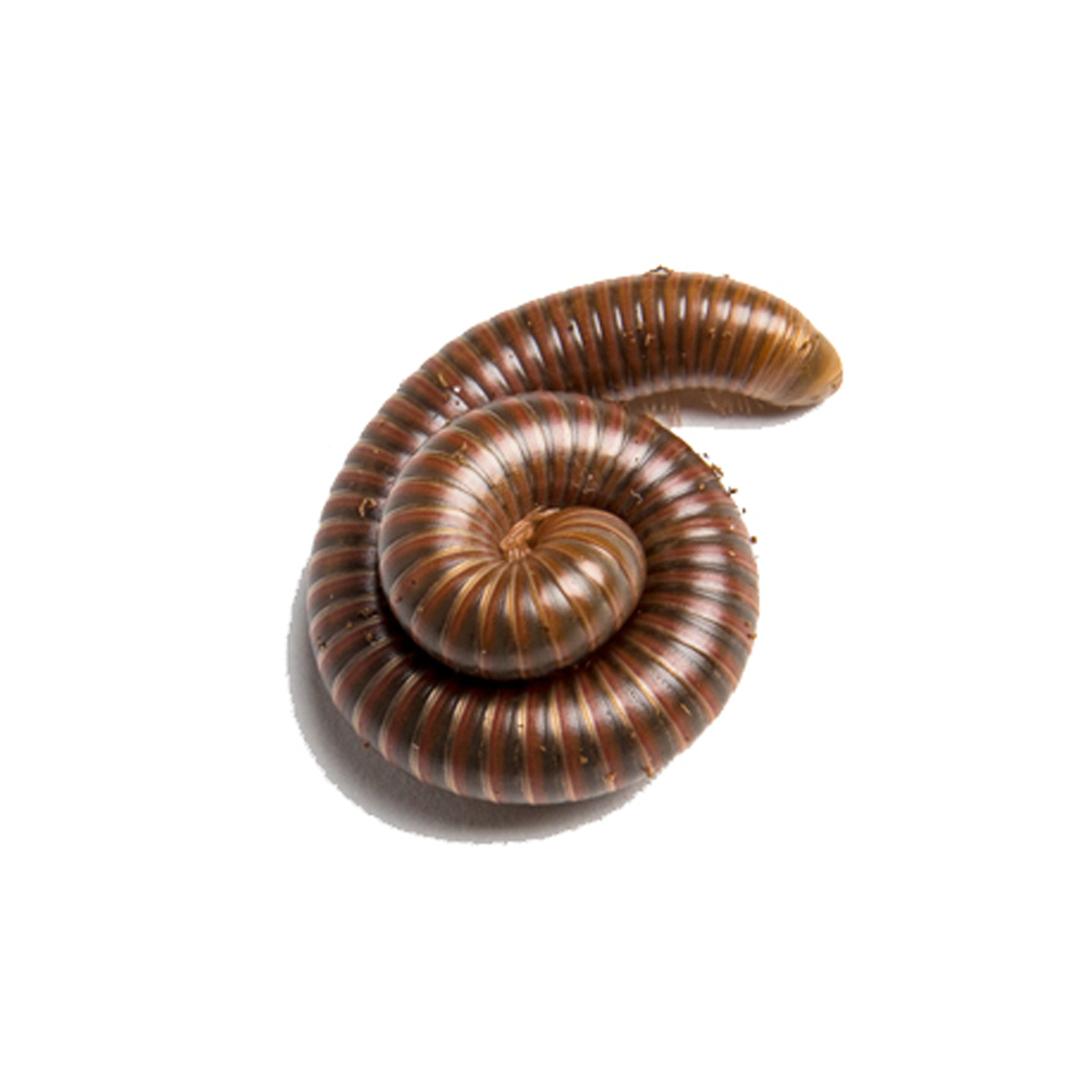 Olijf gestreepte miljoenpoot (Spirostreptus sp.) - Mierenboerderij.nl