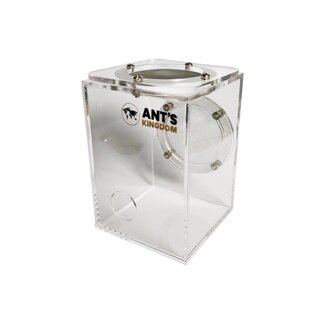 Spinnen kweken en houden als huisdier - Mierenboerderij.nl