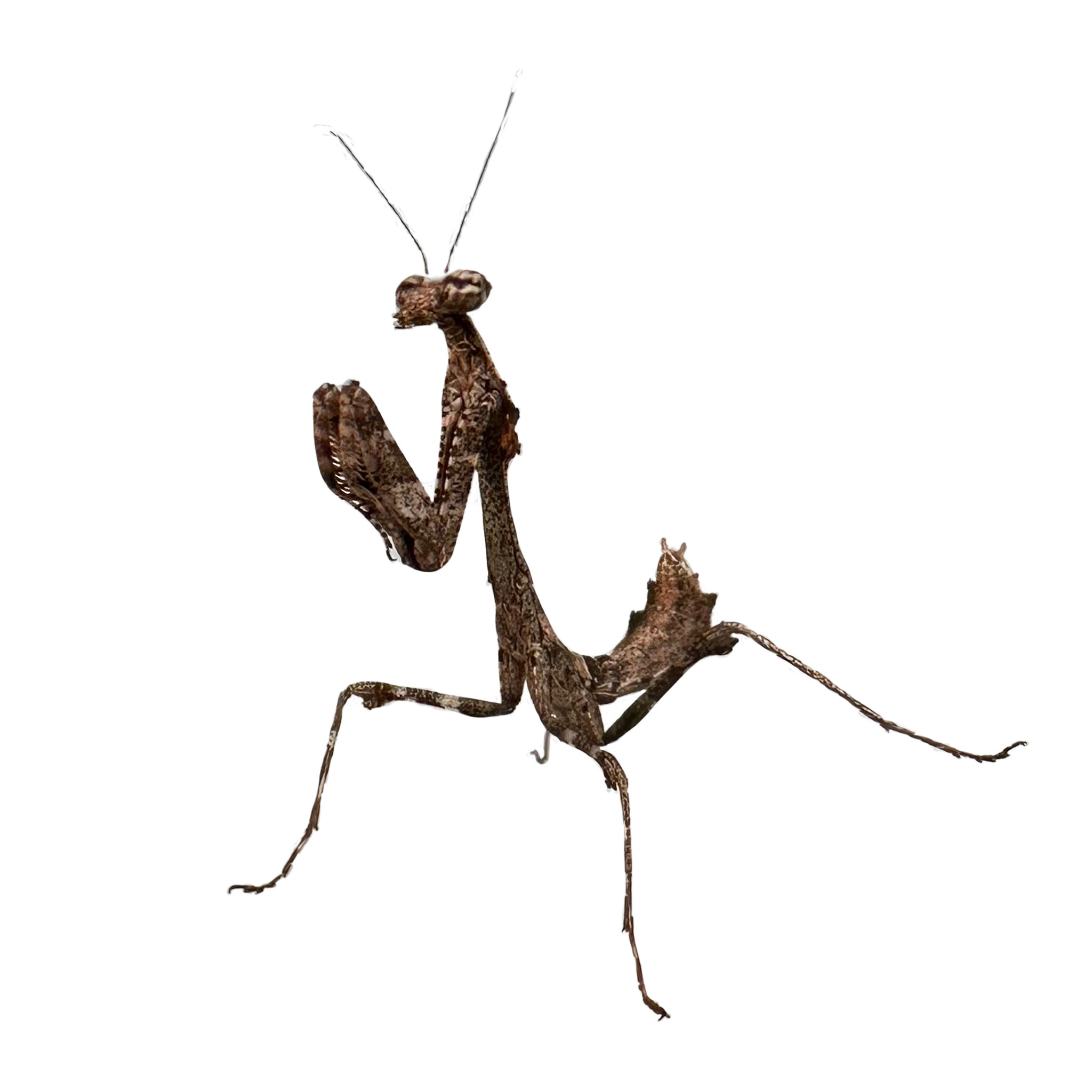 Zebra bidsprinkhaan - Mierenboerderij.nl