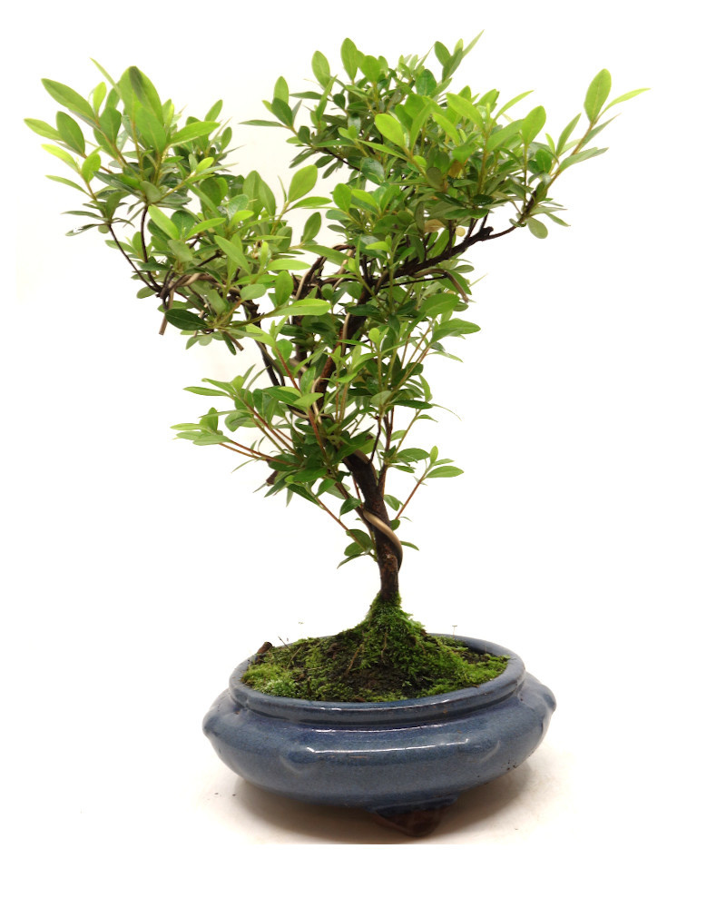 Outdoor Bonsai Rhododendron round blue 20cm - Lodder Bonsai & Hoka-en ...