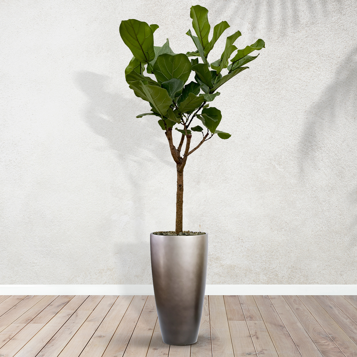 Ficus Lyrata stem - 160 cm - WickPlants