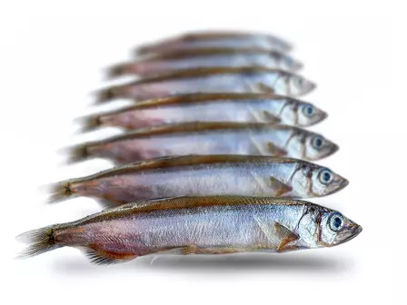 Pre-Baits Lodde (Capelin) - Hareco Hengelsport