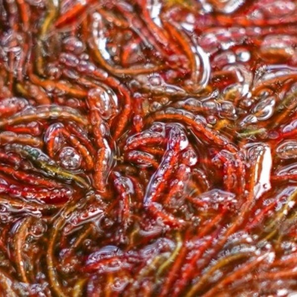 Ccmoore Bloodworm Hookbait Wafters - Hareco Hengelsport