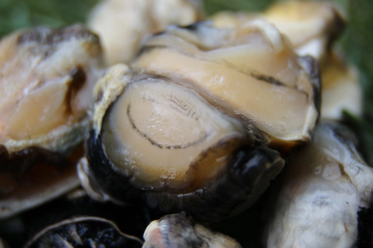 Sub Grub Snails Hookbaits - Hareco Hengelsport