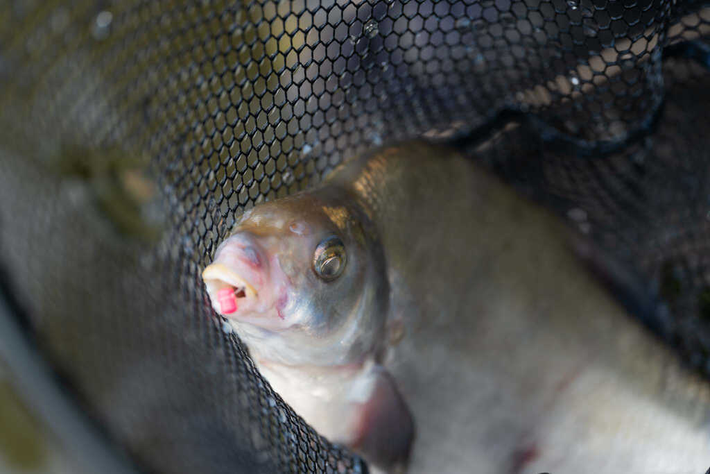 Preston Floating Disgorger - Baiting Needle - Hareco Hengelsport