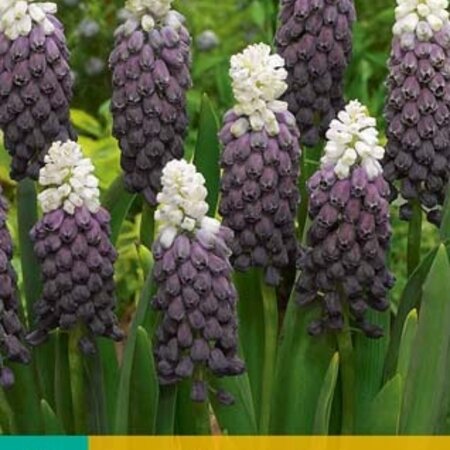 Muscari Grape Ice - Unique and Special Muscari By Its Beautiful Colours ...