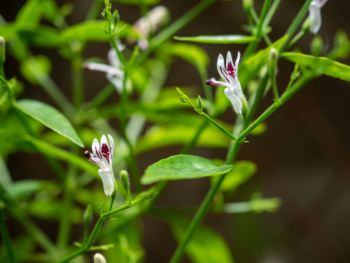 Andrographis Paniculata - Sanitas Verde