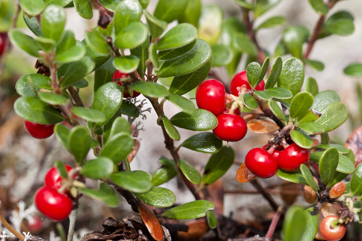 Bärentraube Tinktur Unterstützung der Harnwege | Sanitas Verde ...