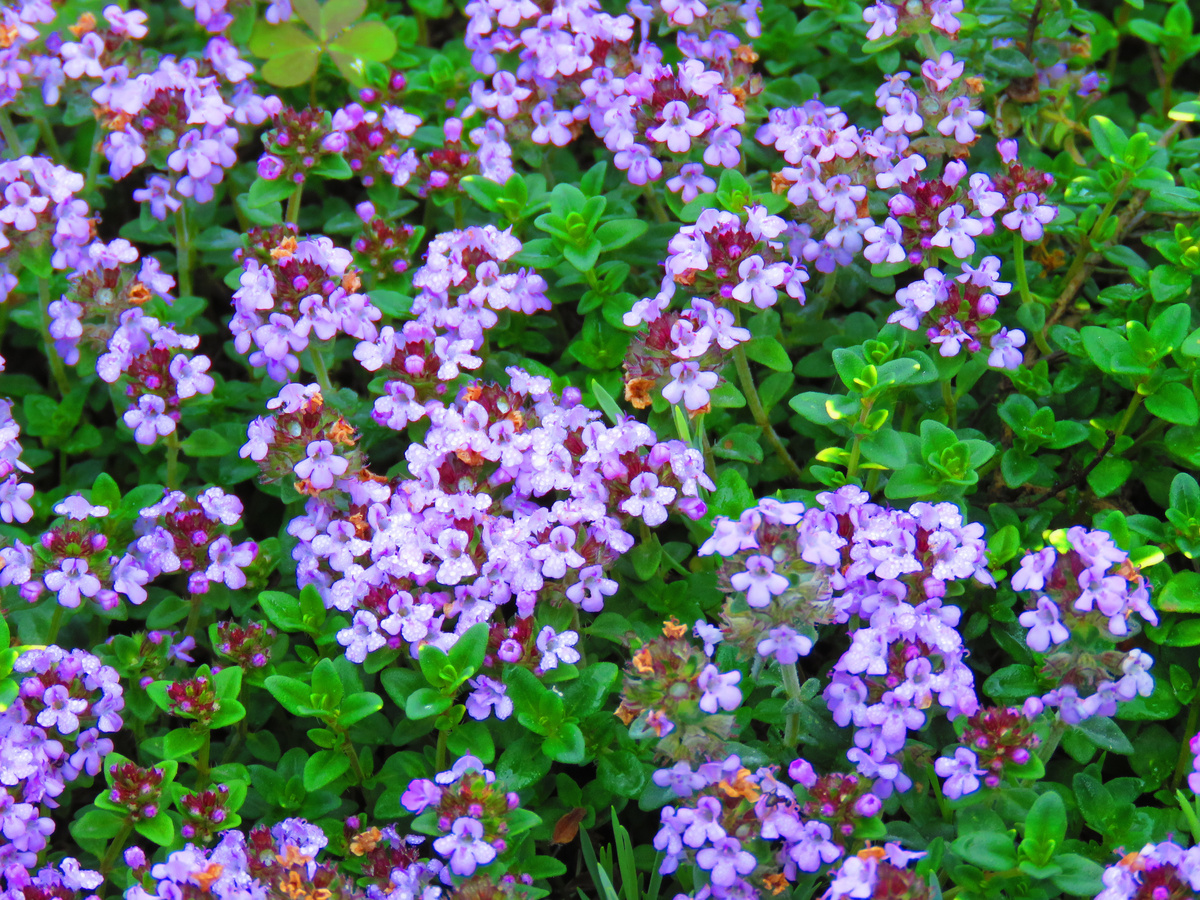 Thymus Vulgaris (Echte Tijm) - Sanitas Verde