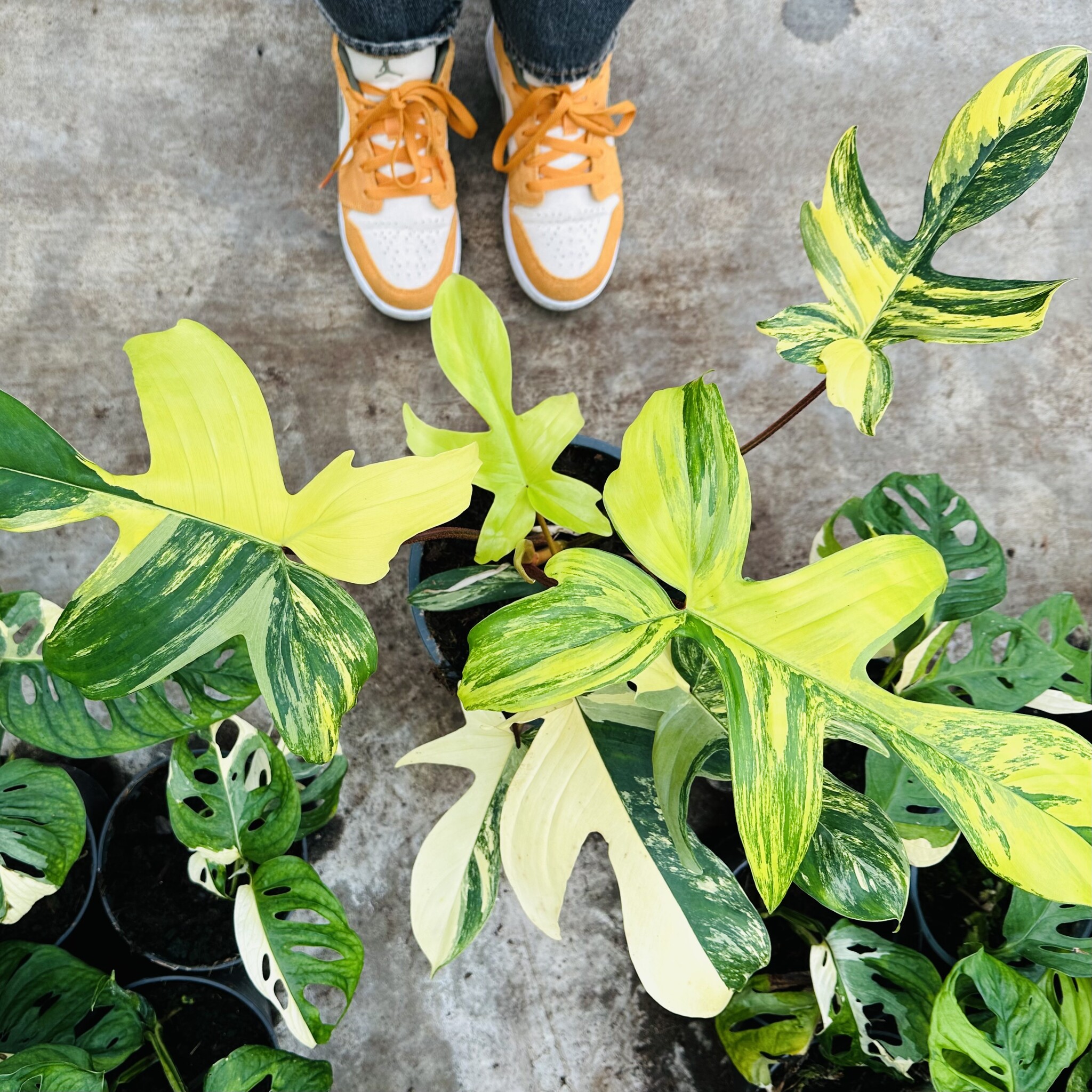 Philodendron Florida Beauty Ø19 | Limited Leaves - Limited Leaves