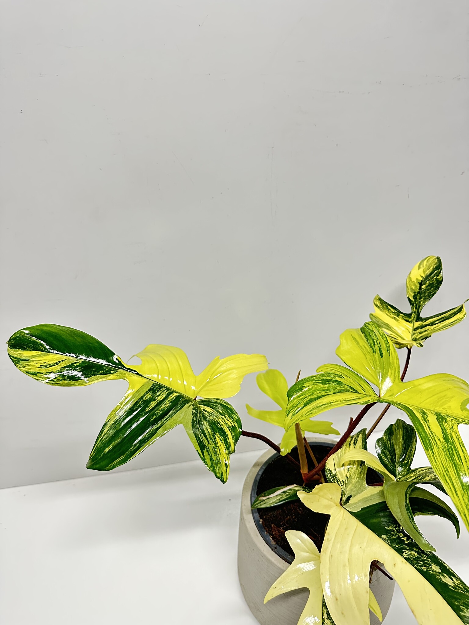Philodendron Florida Beauty Ø19 | Limited Leaves - Limited Leaves