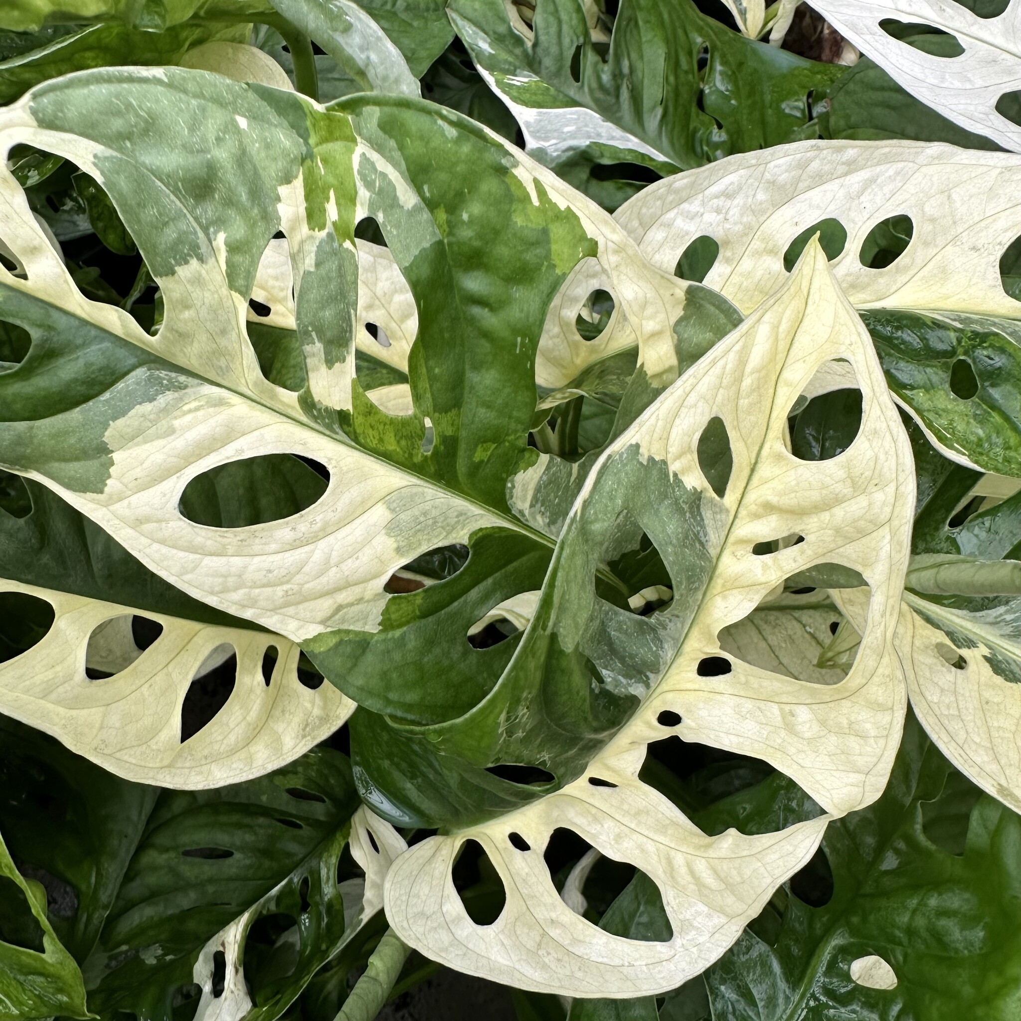 Monstera Adansonii Variegata Tricolor Ø14 | Limited Leaves - Limited Leaves
