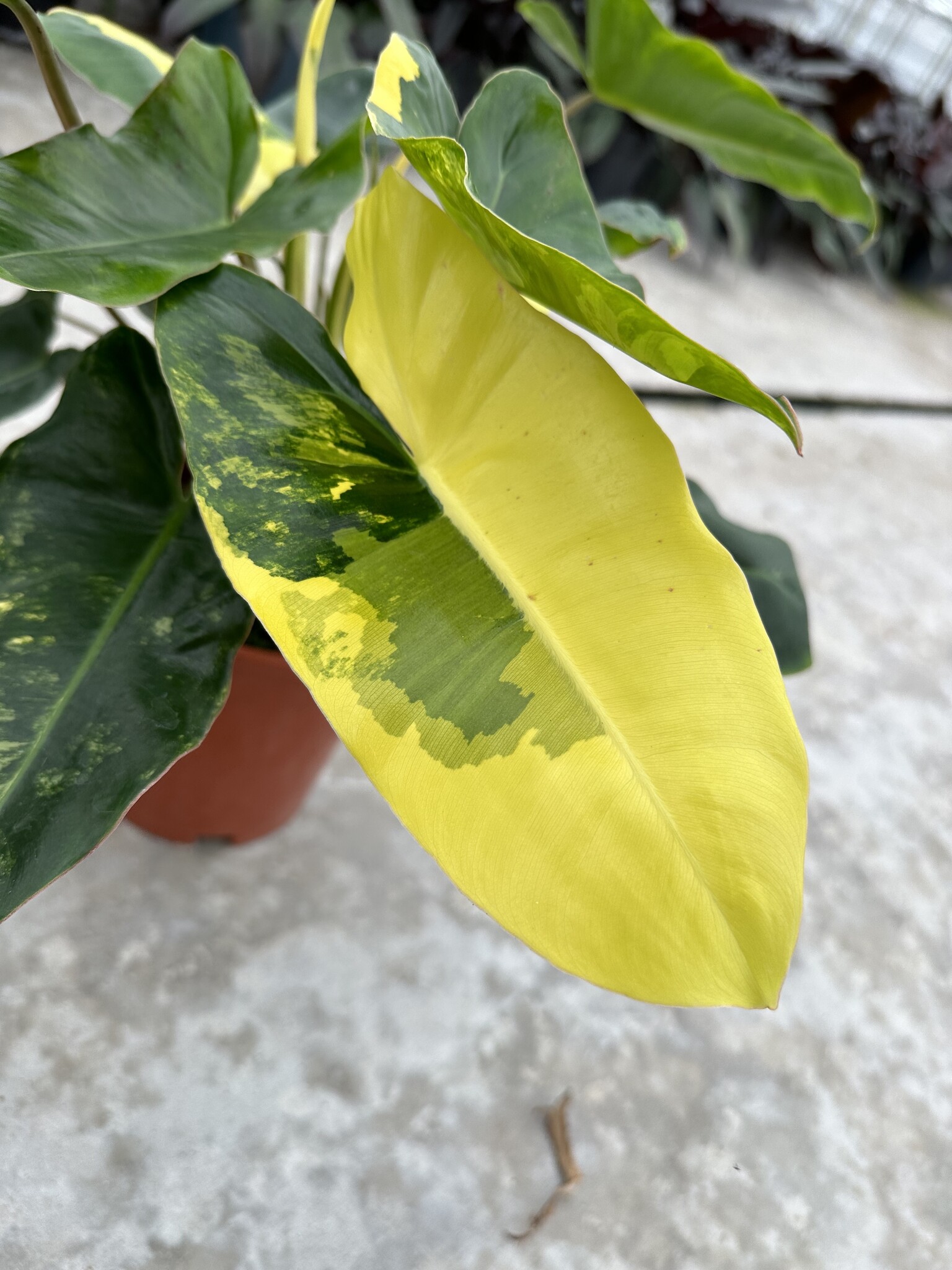 Philodendron Burle Marx Variegata - Limited Leaves