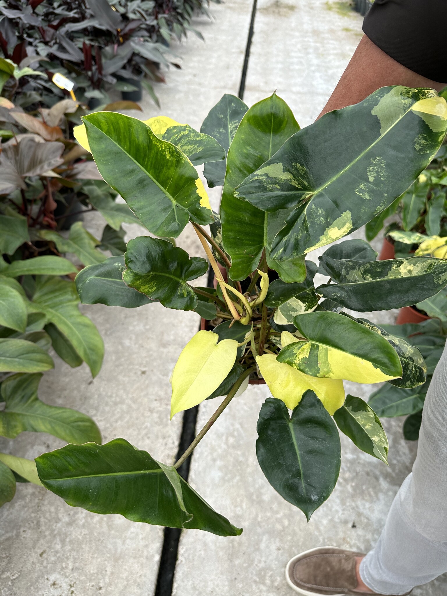 Philodendron Burle Marx Variegata Ø14 | Limited Leaves - Limited Leaves
