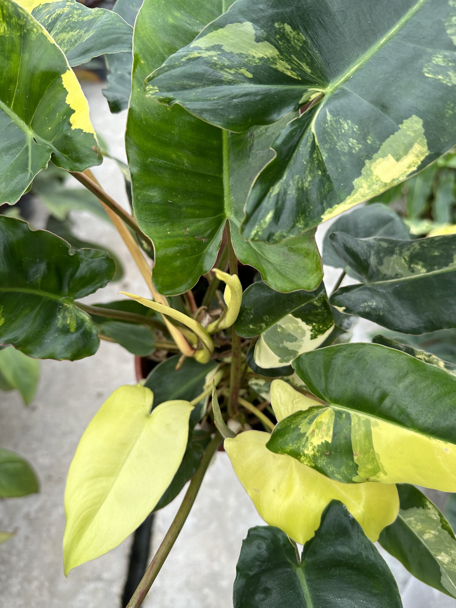 Philodendron Burle Marx Variegata Ø14 | Limited Leaves - Limited Leaves