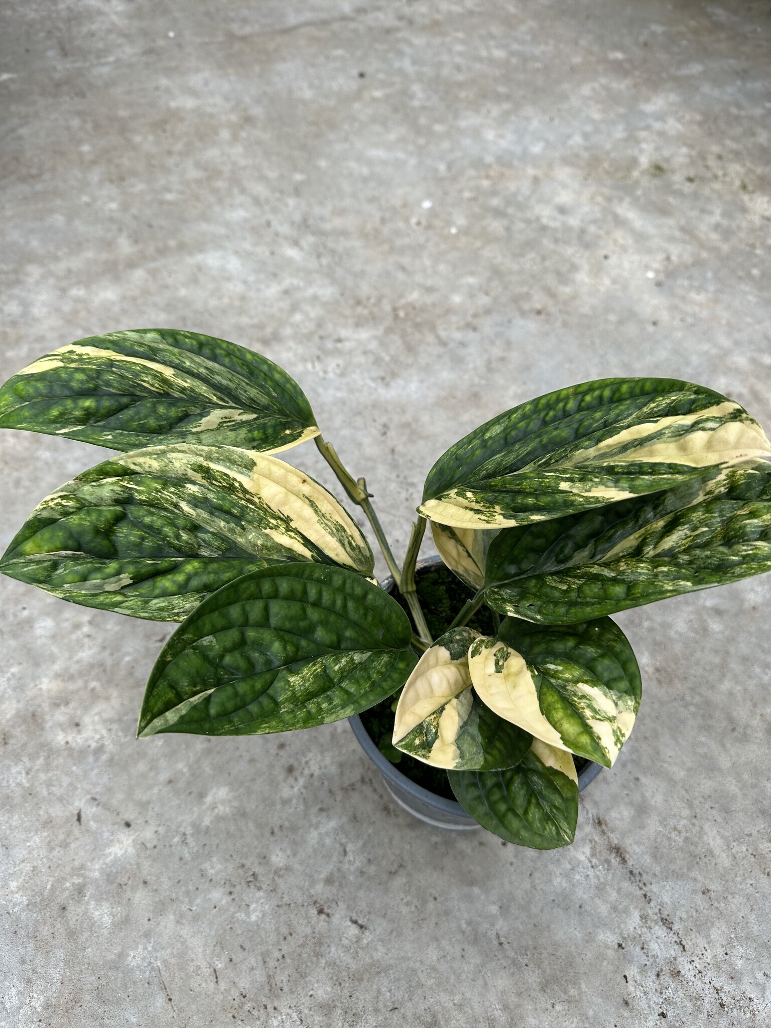 Monstera Karstenianum Peru Variegata Ø14 | Limited Leaves - Limited Leaves
