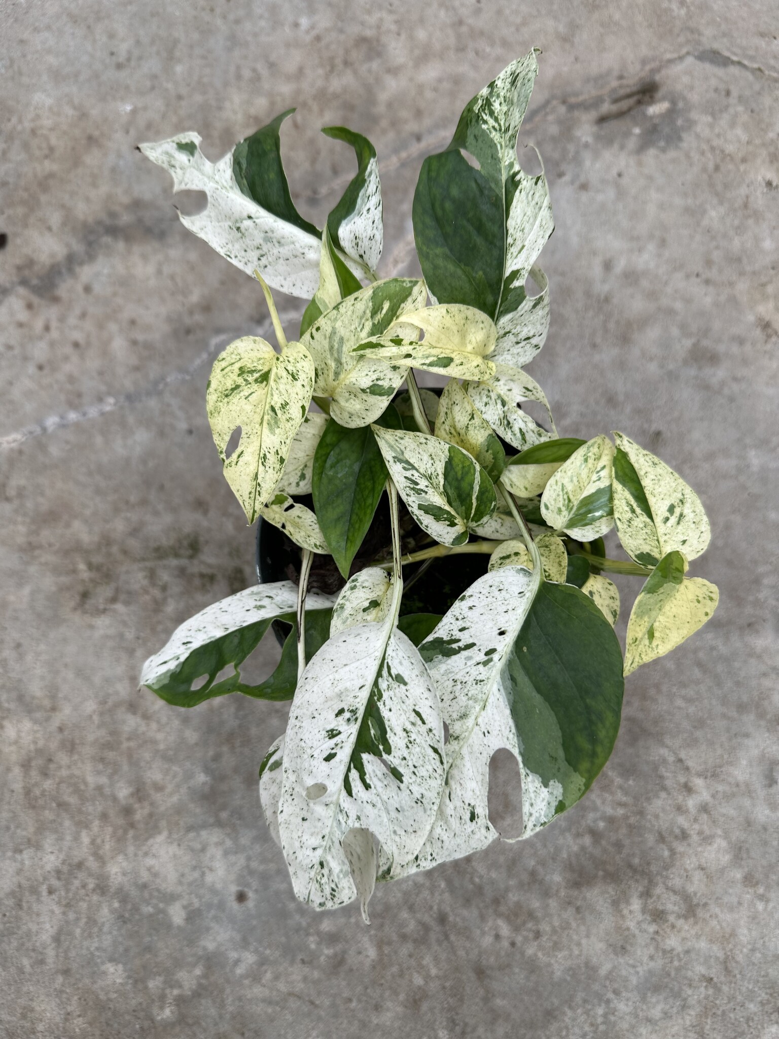 Epipremnum Pinnatum Marble King Ø12 | Limited Leaves - Limited Leaves