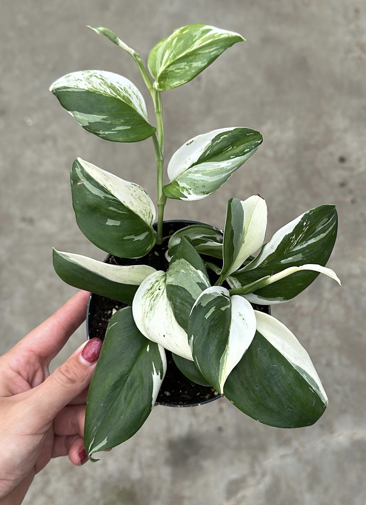 Scindapsus Treubii Moonlight Variegata Ø12 | Limited Leaves - Limited ...