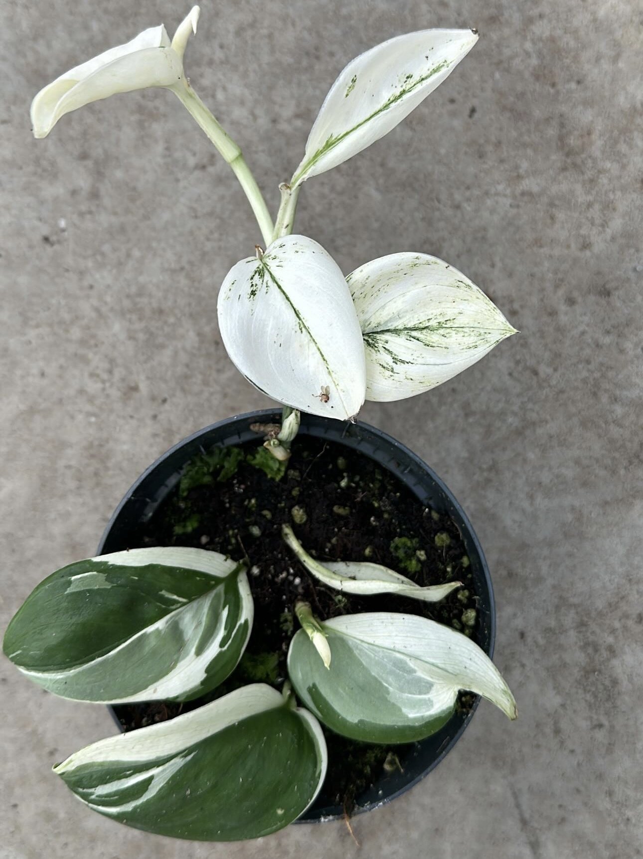 Scindapsus Treubii Moonlight Variegata | Limited Leaves - Limited Leaves