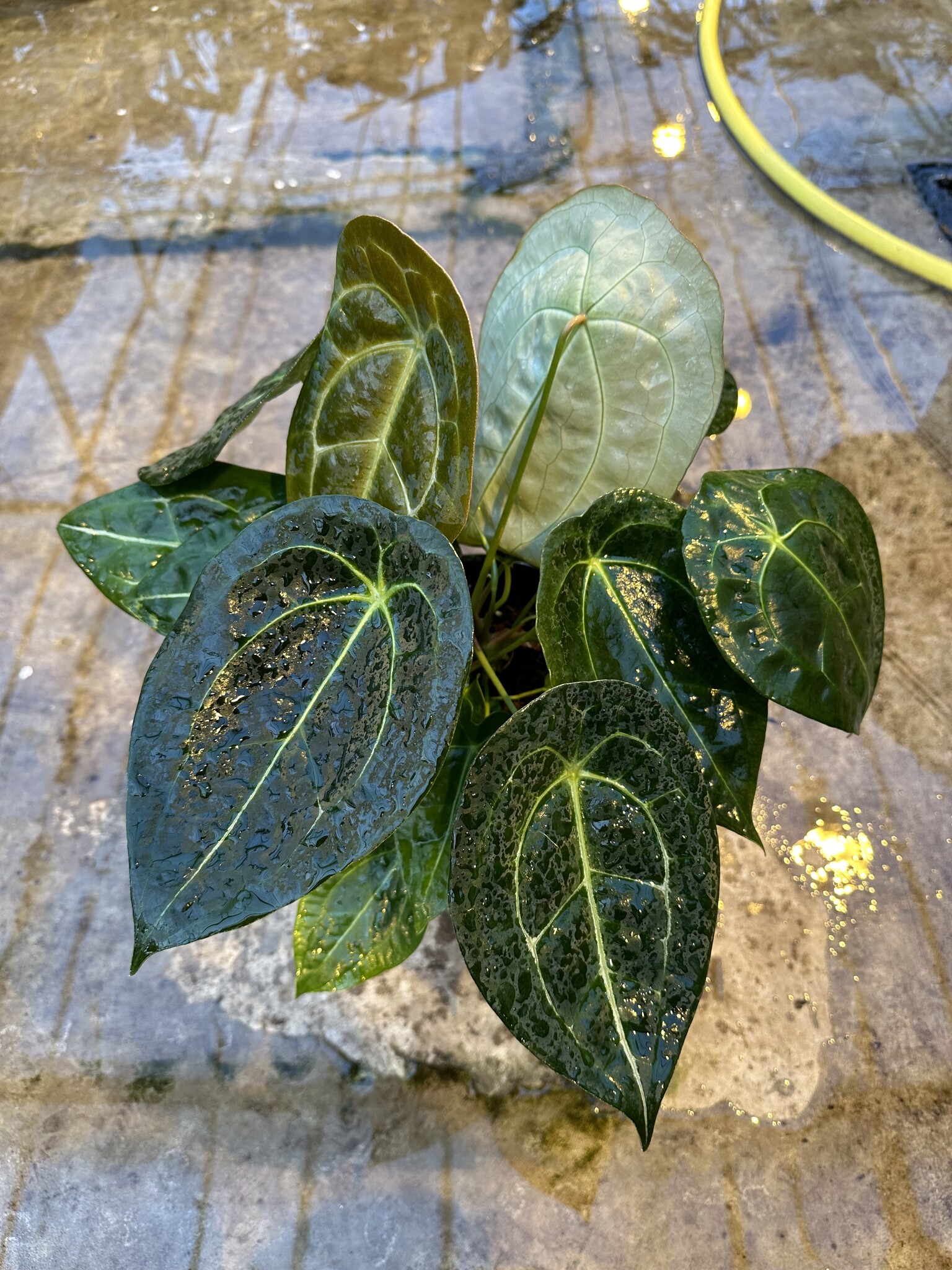 Anthurium Forgetii Dark Form Ø19 | Limited Leaves - Limited Leaves