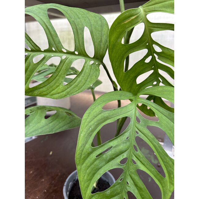 Monstera Epipremnoides Esqueleto | Limited Leaves - Limited Leaves