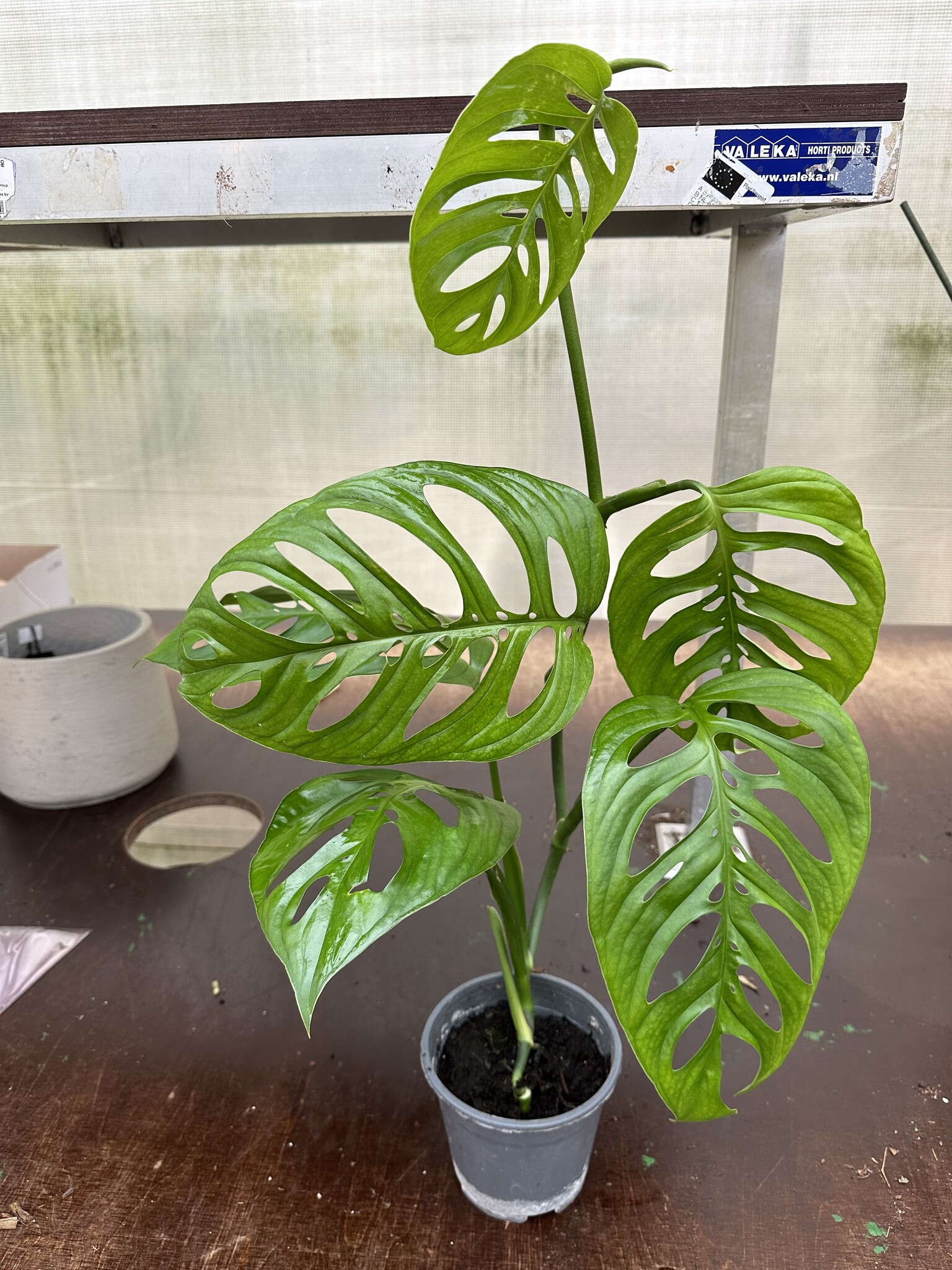 Monstera Epipremnoides Esqueleto | Limited Leaves - Limited Leaves
