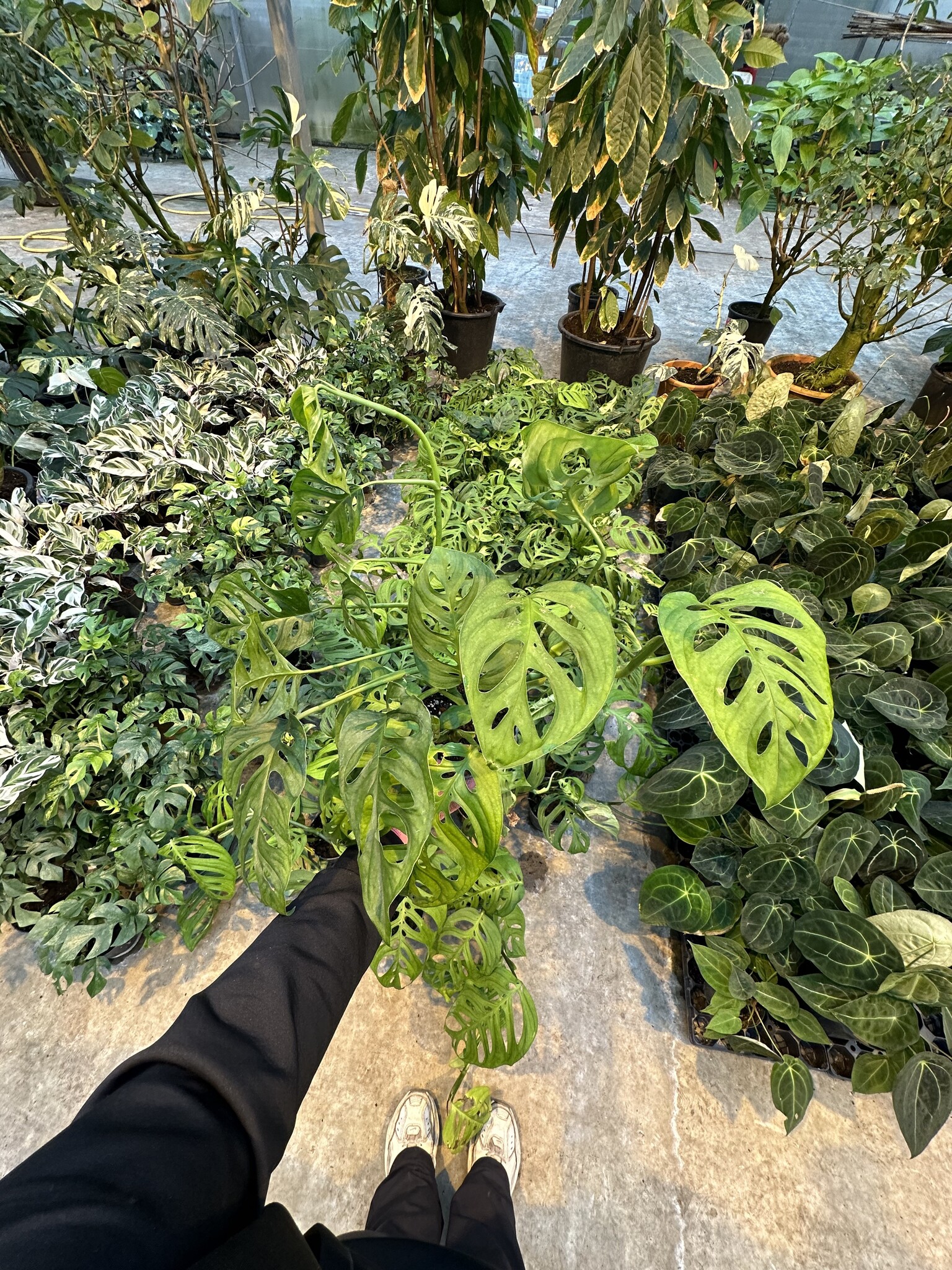 Monstera Epipremnoides Esqueleto ø15 | Limited Leaves - Limited Leaves