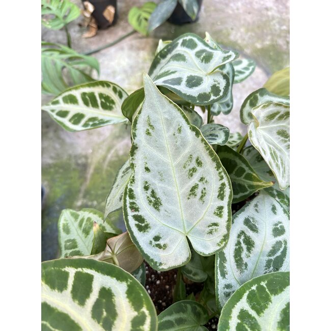 Anthurium Silver Blush Ø19 | Limited Leaves - Limited Leaves