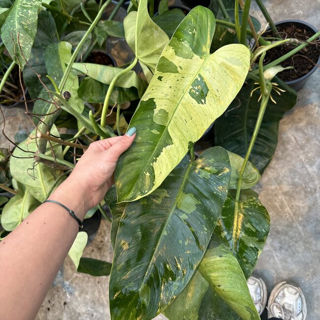 Philodendron Jose Buono Ø19 | Limited Leaves - Limited Leaves