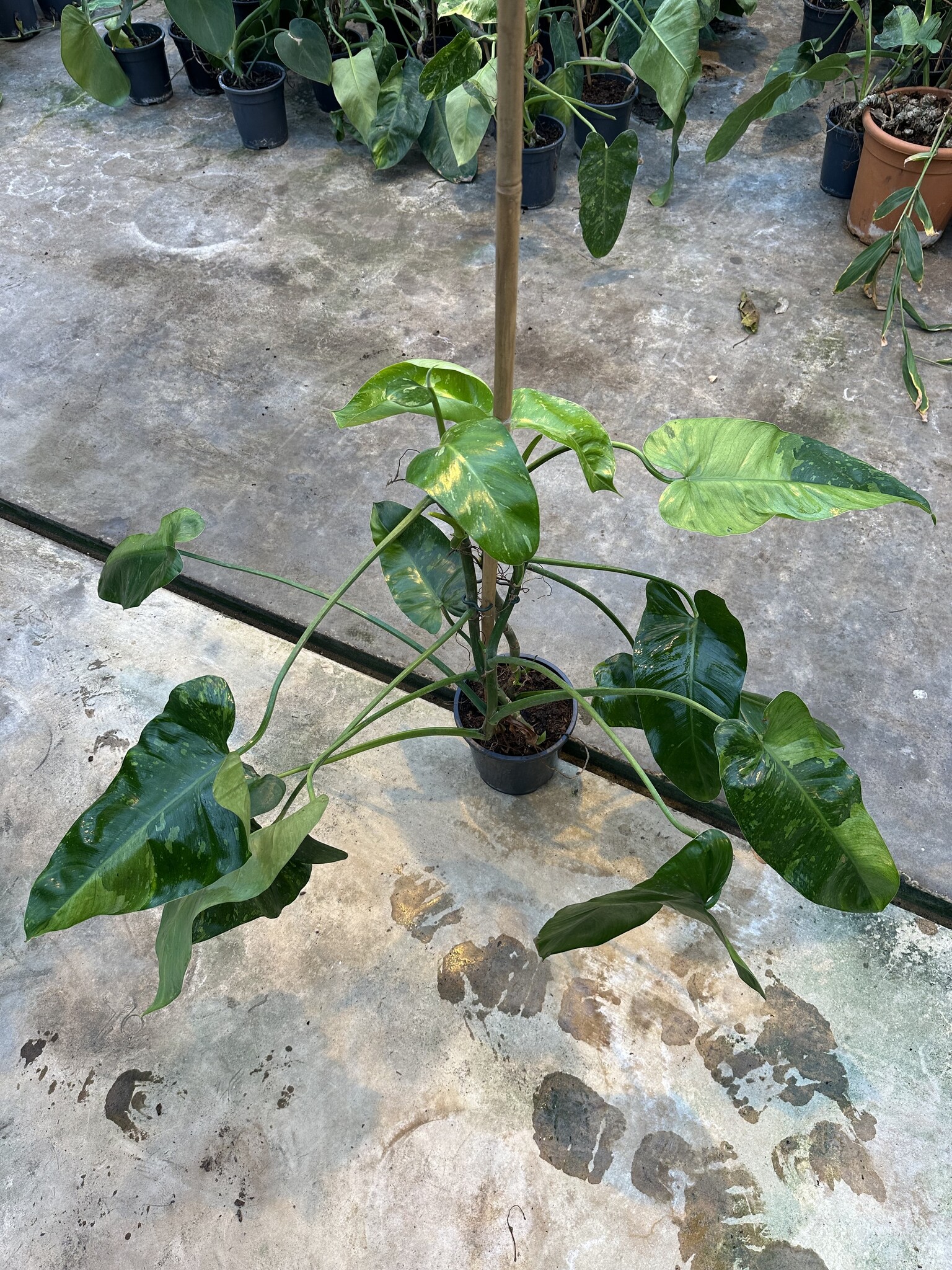 Philodendron Jose Buono | Limited Leaves - Limited Leaves
