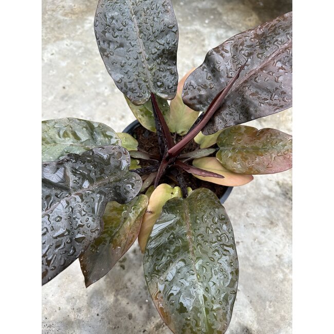 Philodendron Black Cardinal X Caramel Marble | Limited Leaves - Limited ...