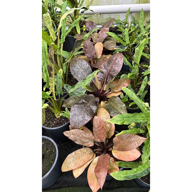 Philodendron Black Cardinal X Caramel Marble | Limited Leaves - Limited ...