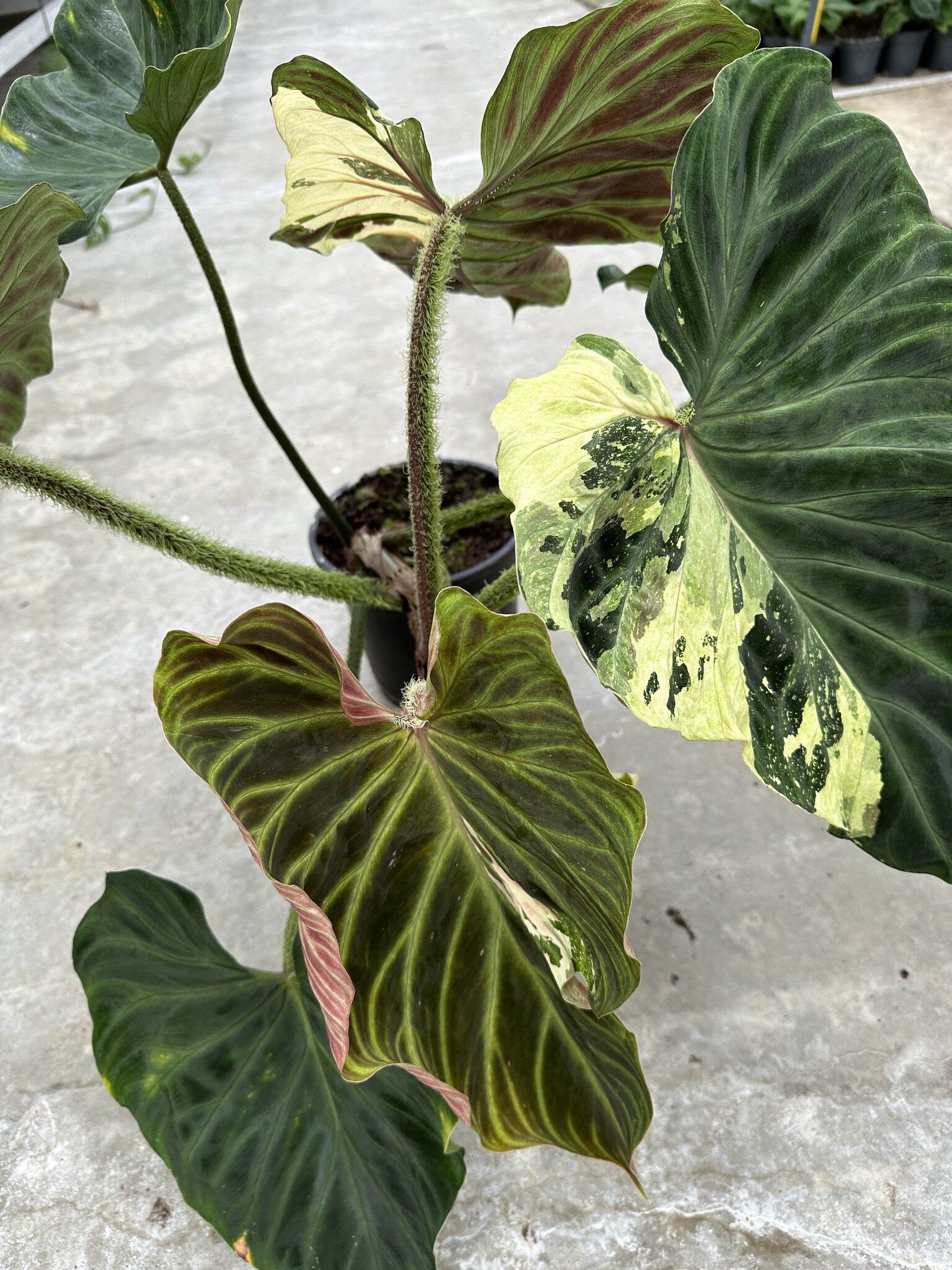 Philodendron Verrucosum Variegated | Limited Leaves - Limited Leaves