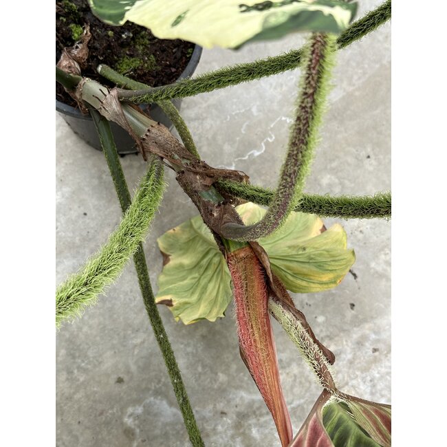 Philodendron Verrucosum Variegated | Limited Leaves - Limited Leaves