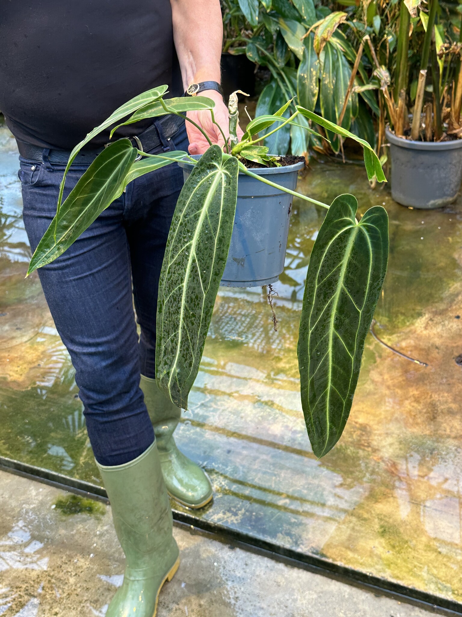 Anthurium Warocqueanum | Limited Leaves - Limited Leaves
