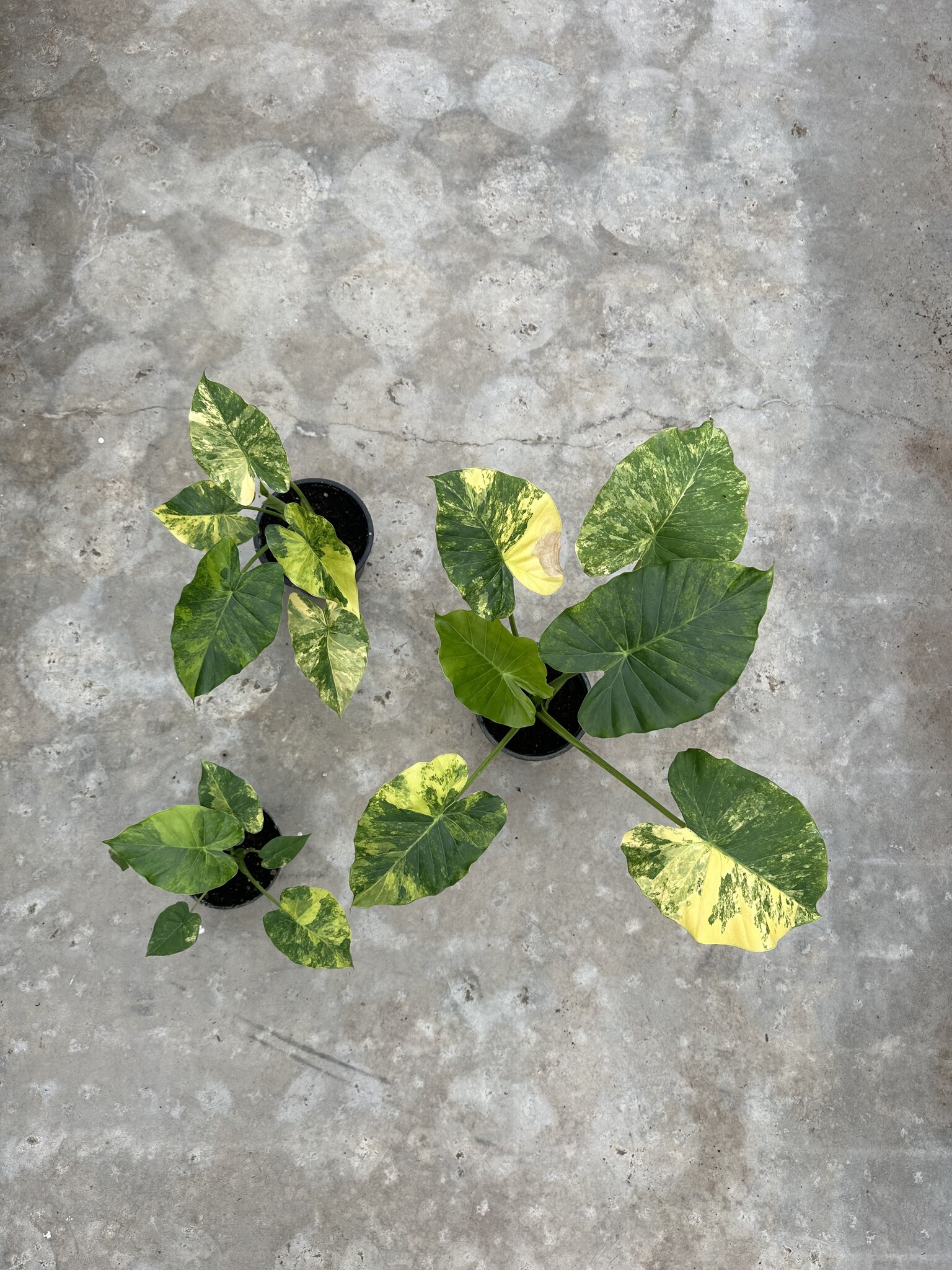 Alocasia Gageana Aurea Variegata Ø15 | Limited Leaves - Limited Leaves