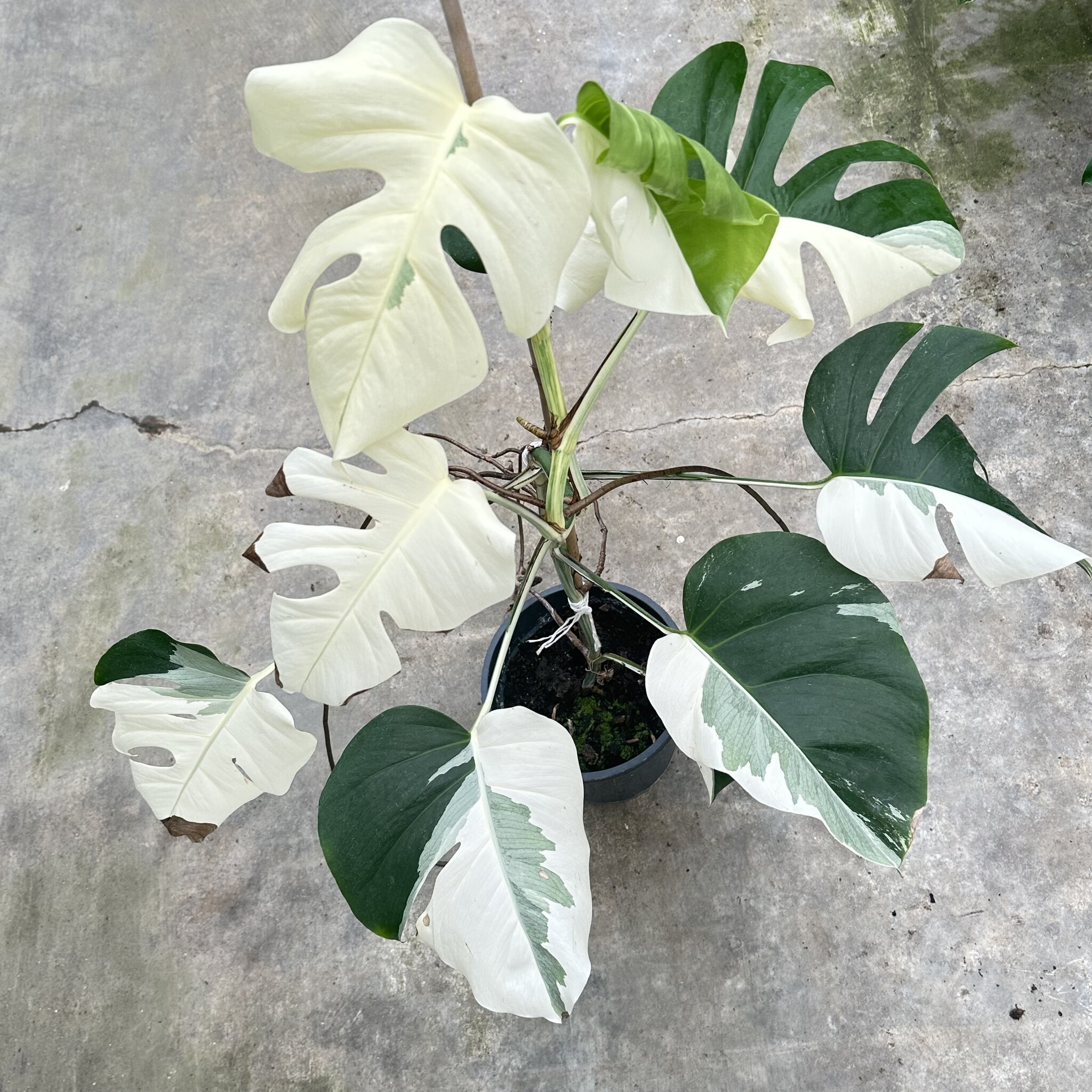 Monstera Albo Deliciosa FULL MOON / HALF MOON Ø19 | Limited Leaves - Limited Leaves