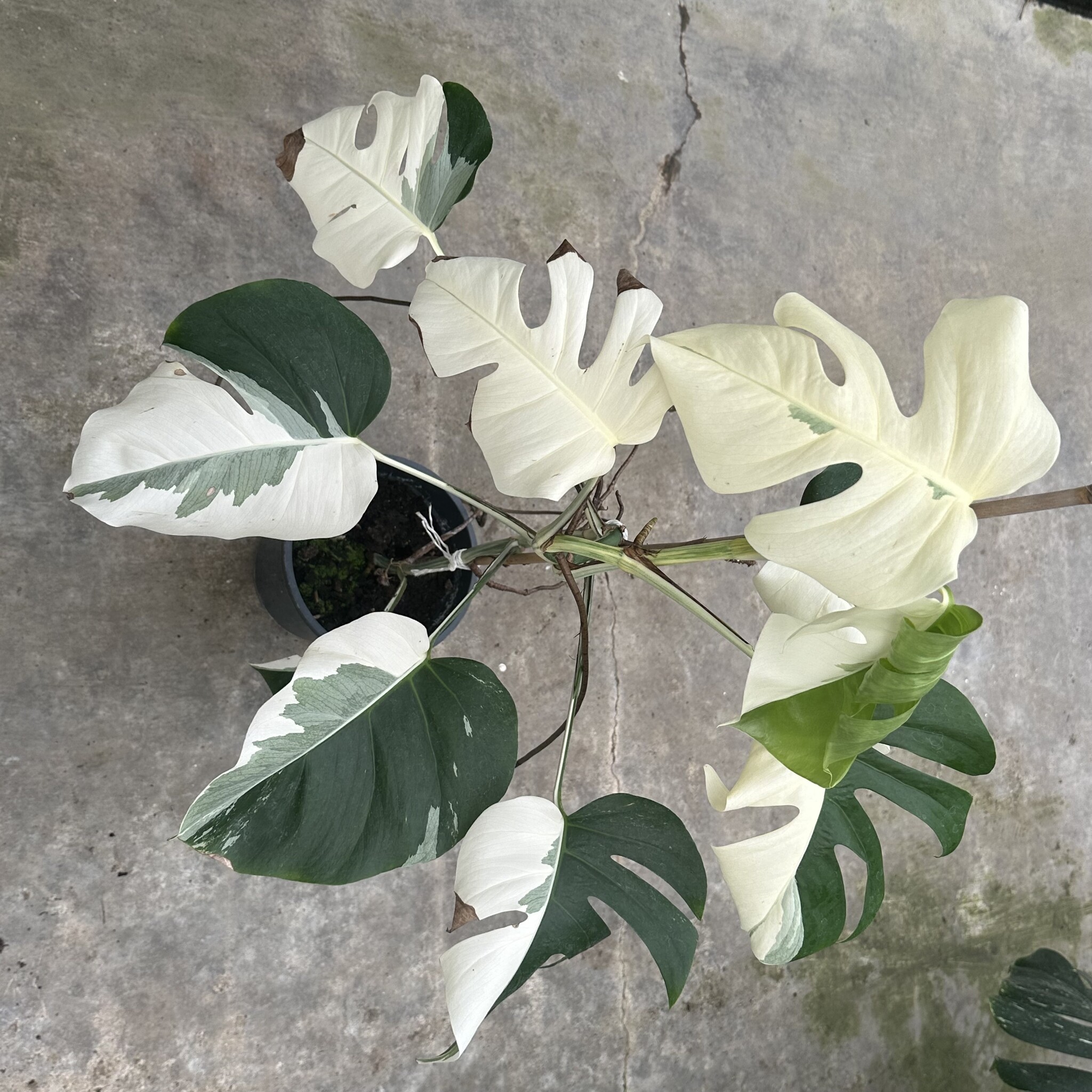 Monstera Albo Deliciosa FULL MOON / HALF MOON Ø19 | Limited Leaves - Limited Leaves