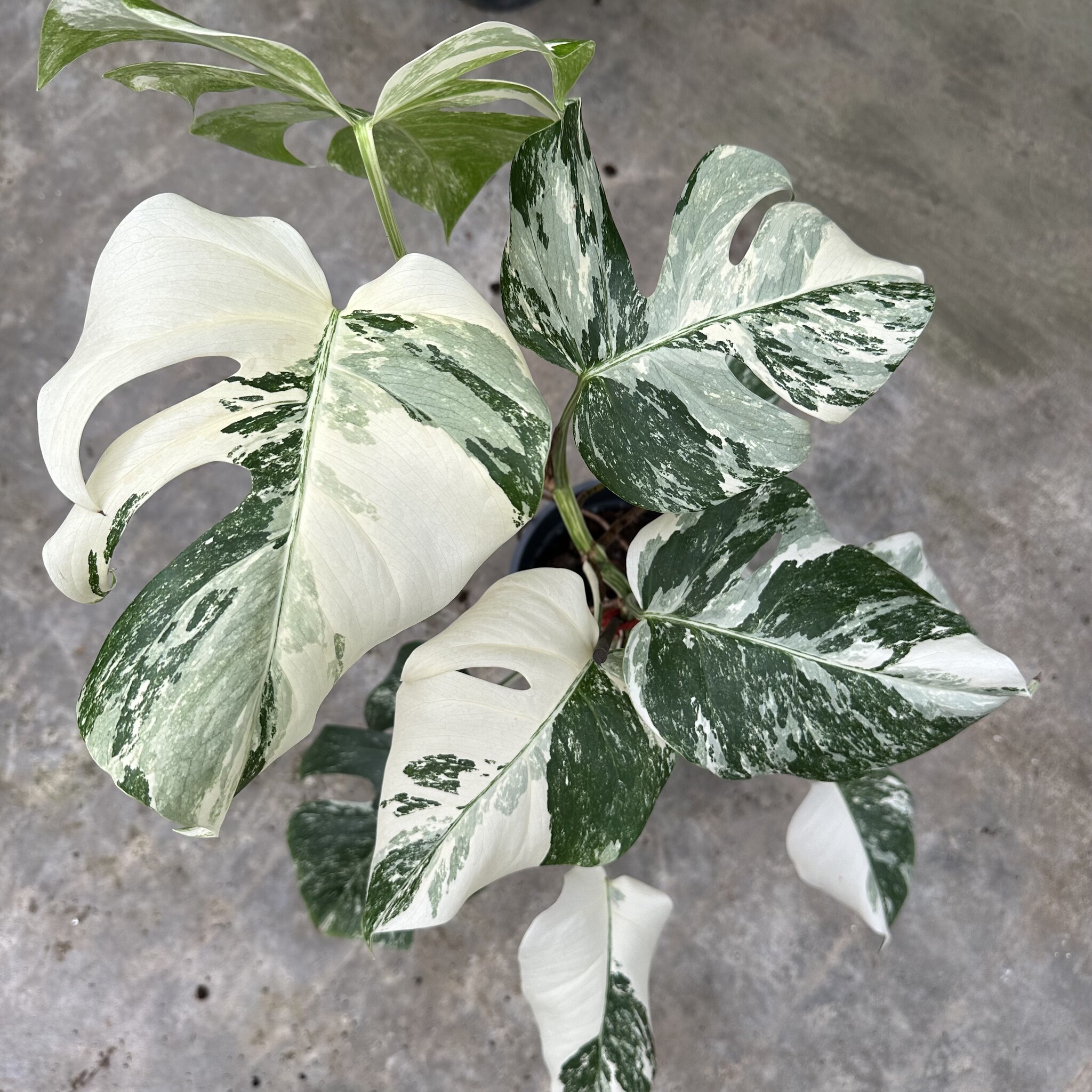 Monstera Albo Deliciosa Variegata Ø19 | Limited Leaves - Limited Leaves