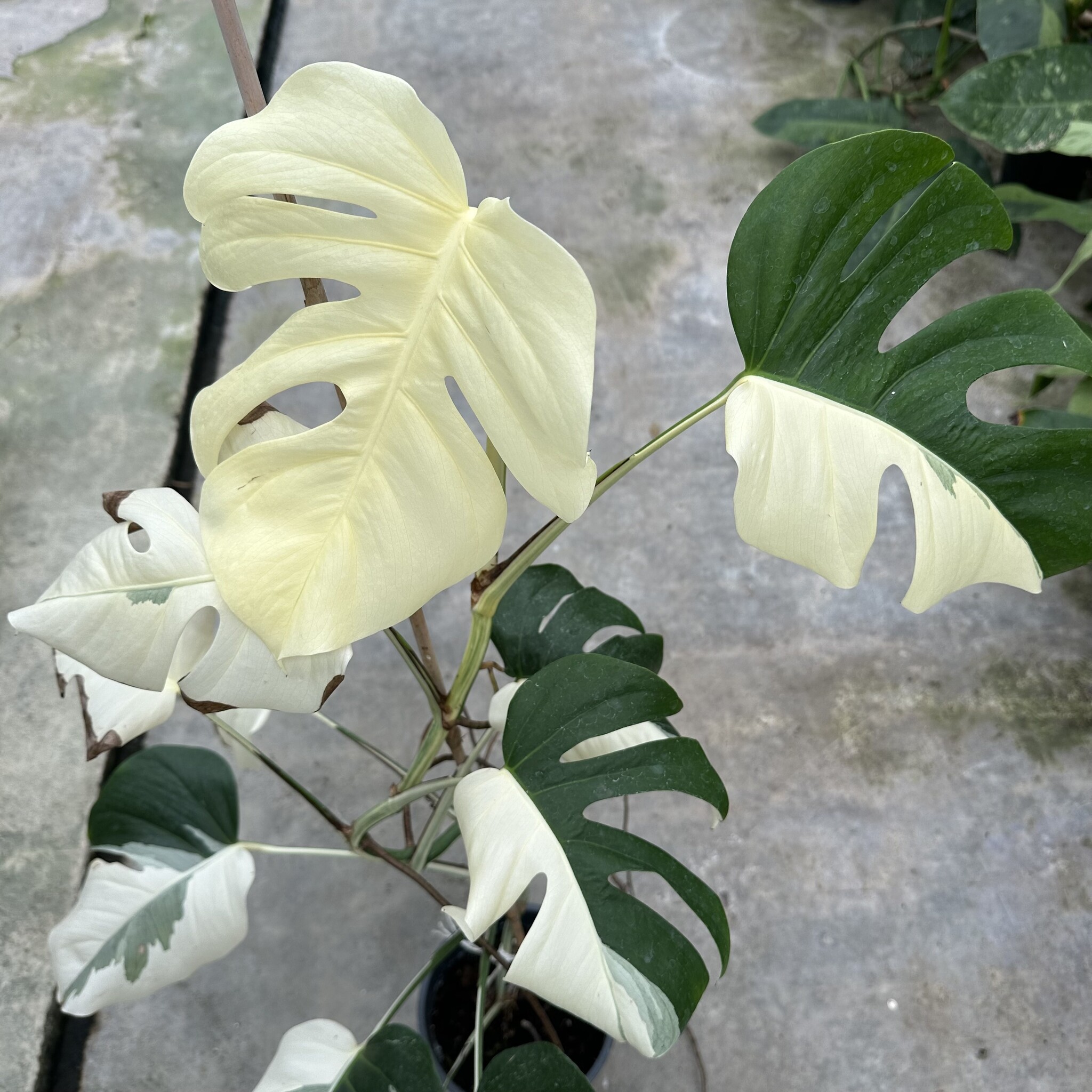 Monstera Albo Deliciosa FULL MOON / HALF MOON Ø19 | Limited Leaves - Limited Leaves