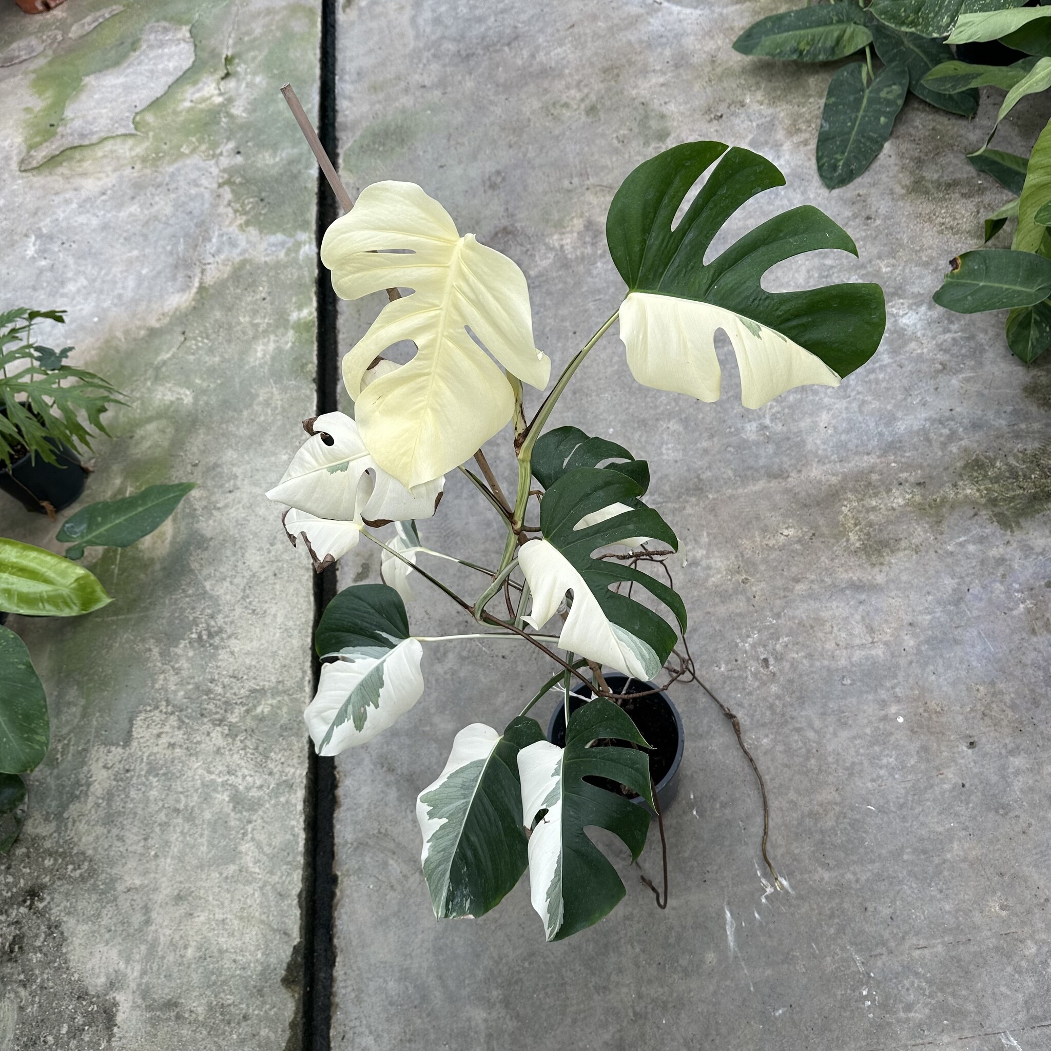 Monstera Albo Deliciosa FULL MOON / HALF MOON Ø19 | Limited Leaves ...
