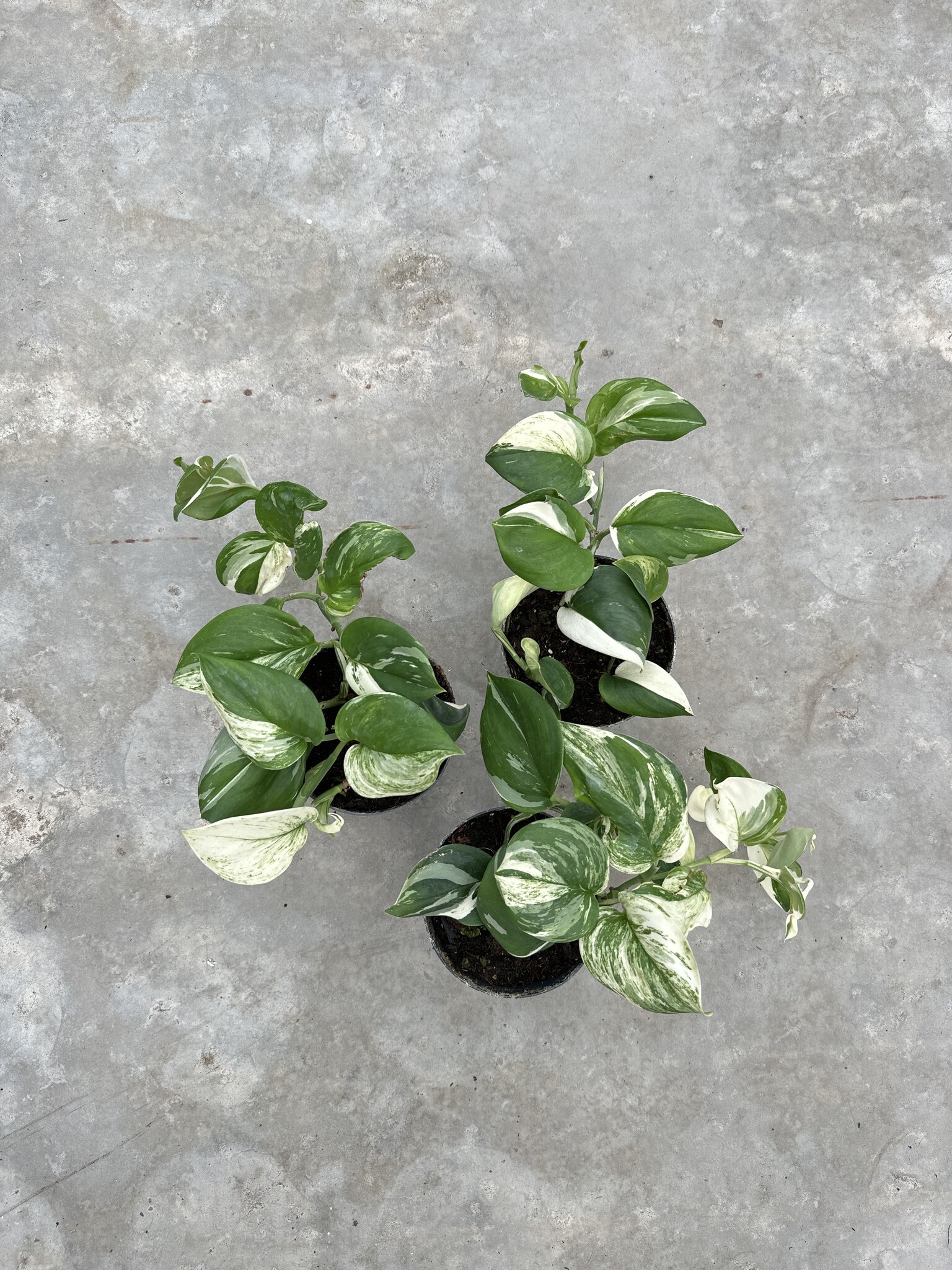 Scindapsus Treubii Moonlight Variegata Ø12 | Limited Leaves - Limited ...