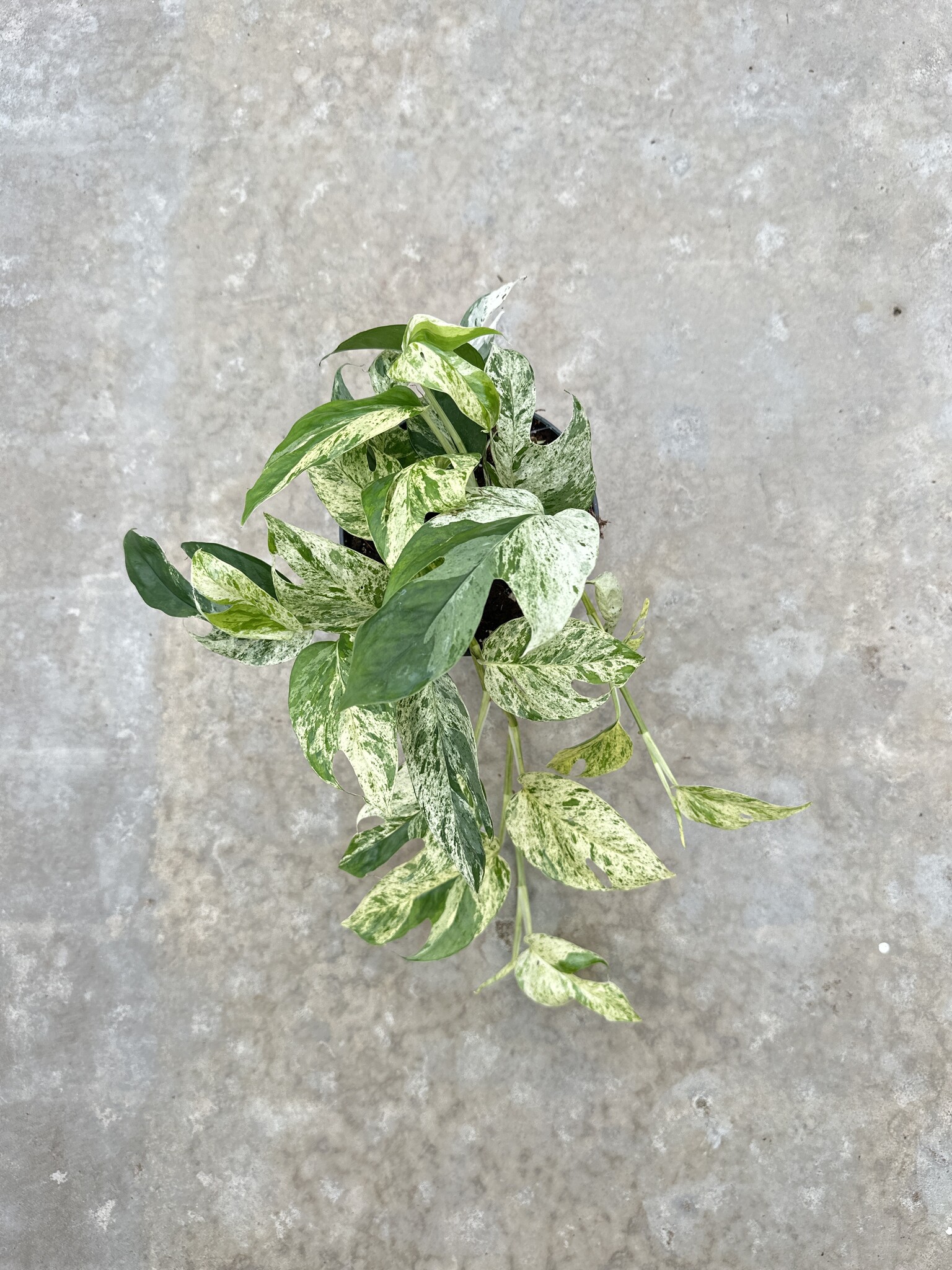 Epipremnum Pinnatum Marble King Ø12 | Limited Leaves - Limited Leaves