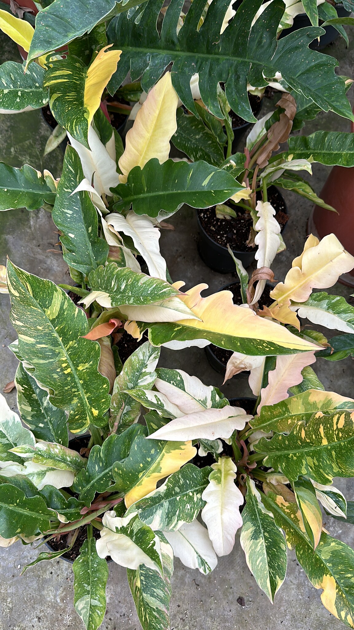 Philodendron Ring Of Fire | Limited Leaves - Limited Leaves