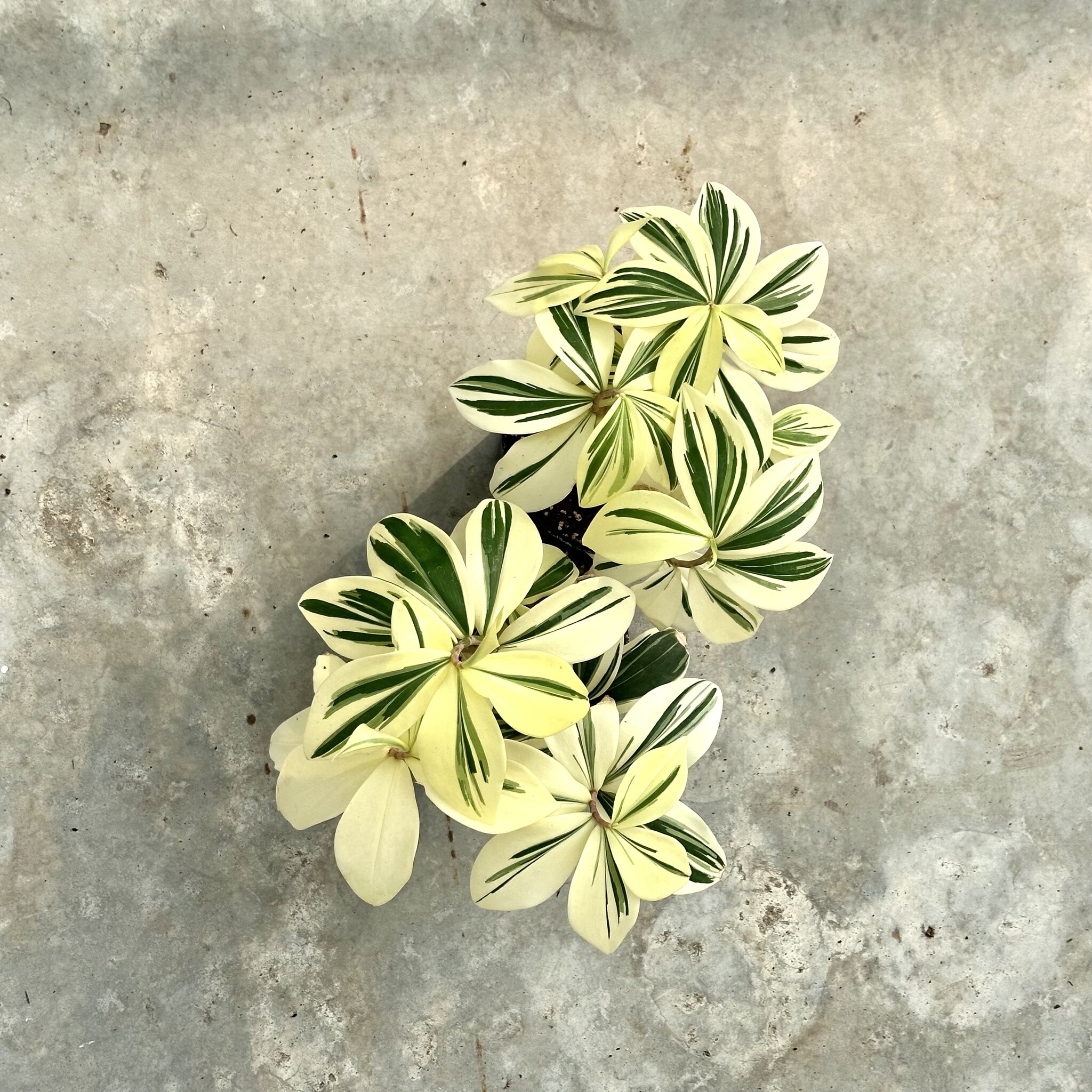 Costus Arabicus Variegata | Limited Leaves - Limited Leaves