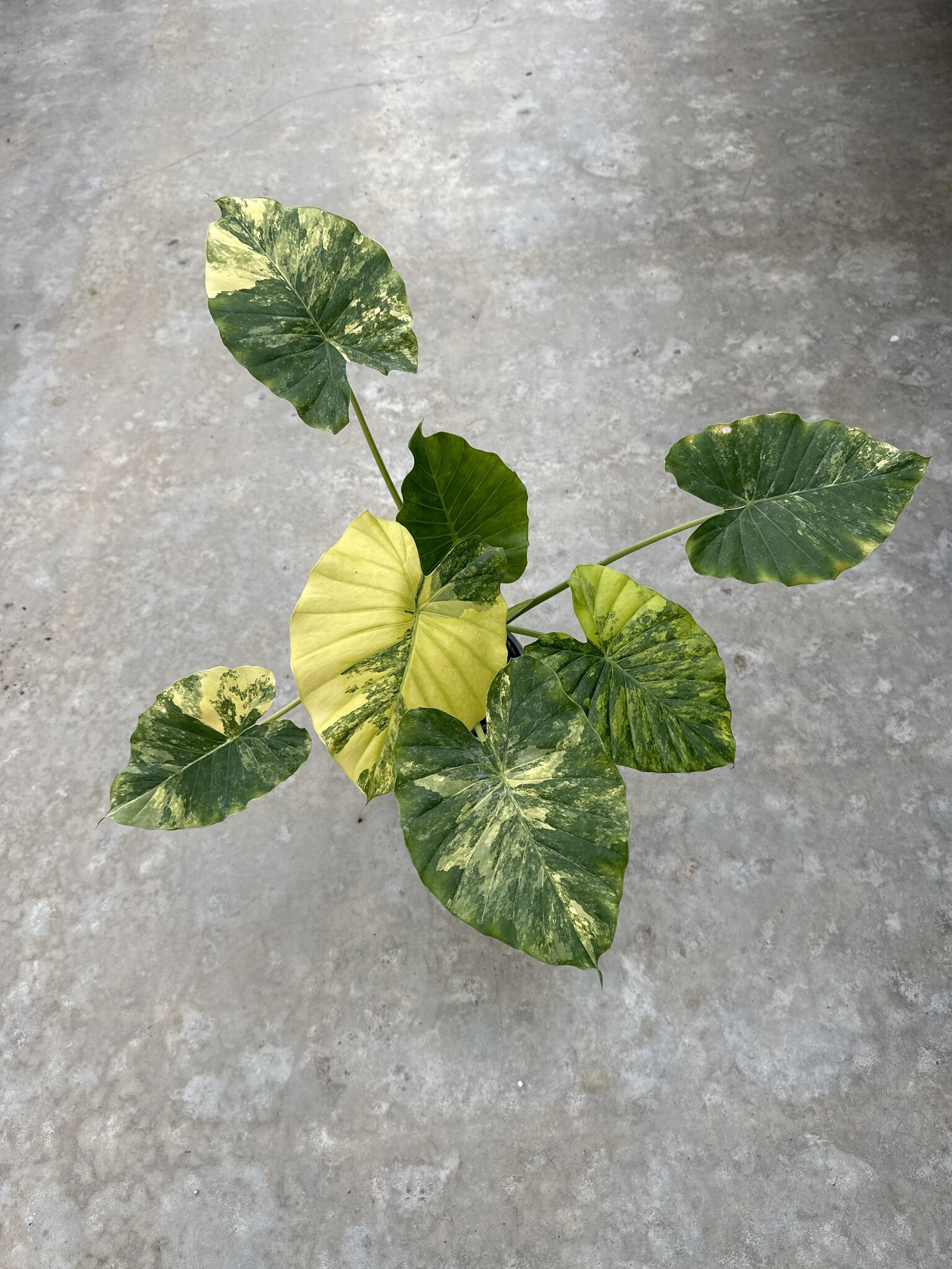 Alocasia Gageana Aurea Variegata Ø15 | Limited Leaves - Limited Leaves