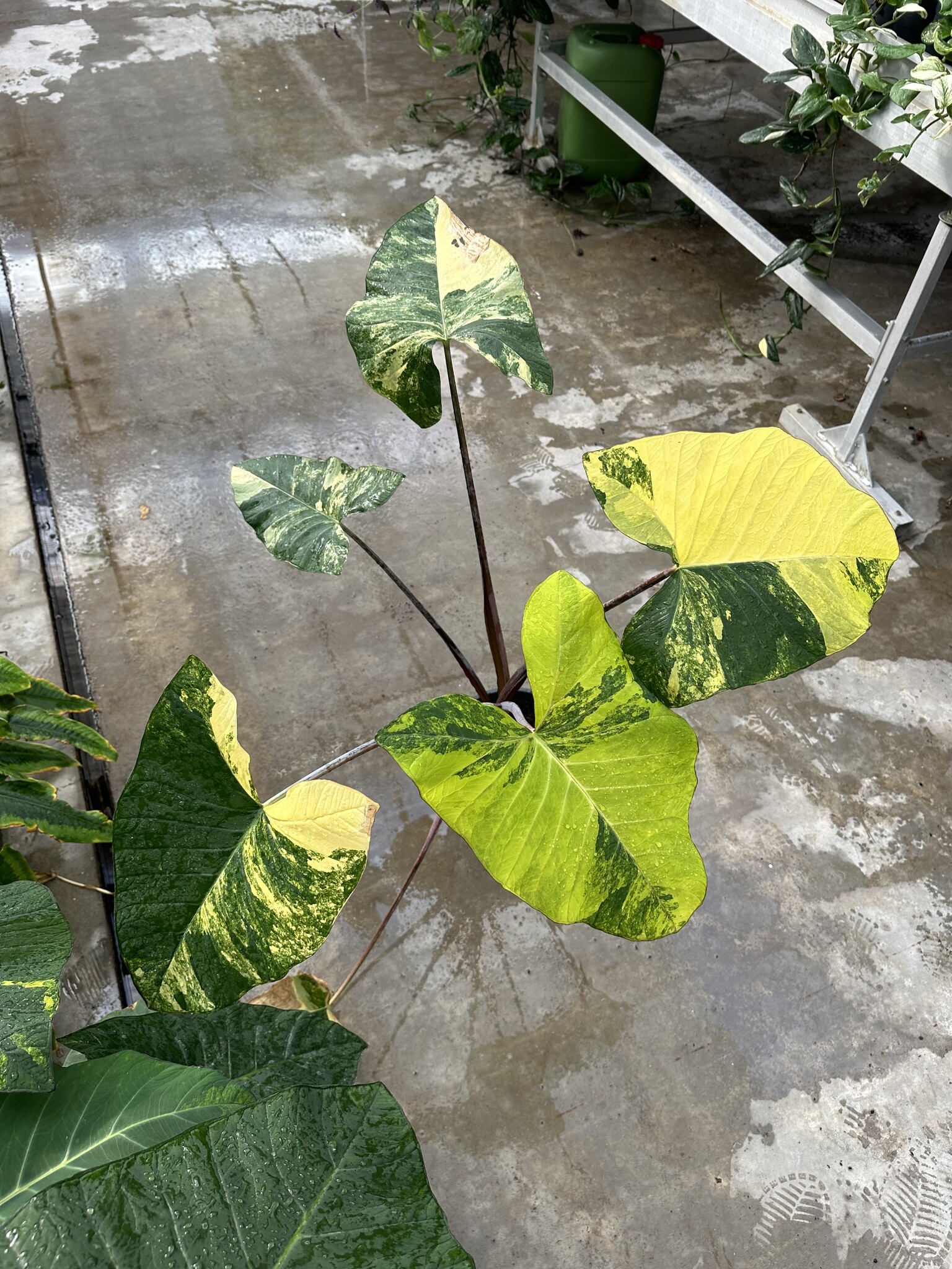 Xanthosoma Violaceum Variegata | Limited Leaves - Limited Leaves