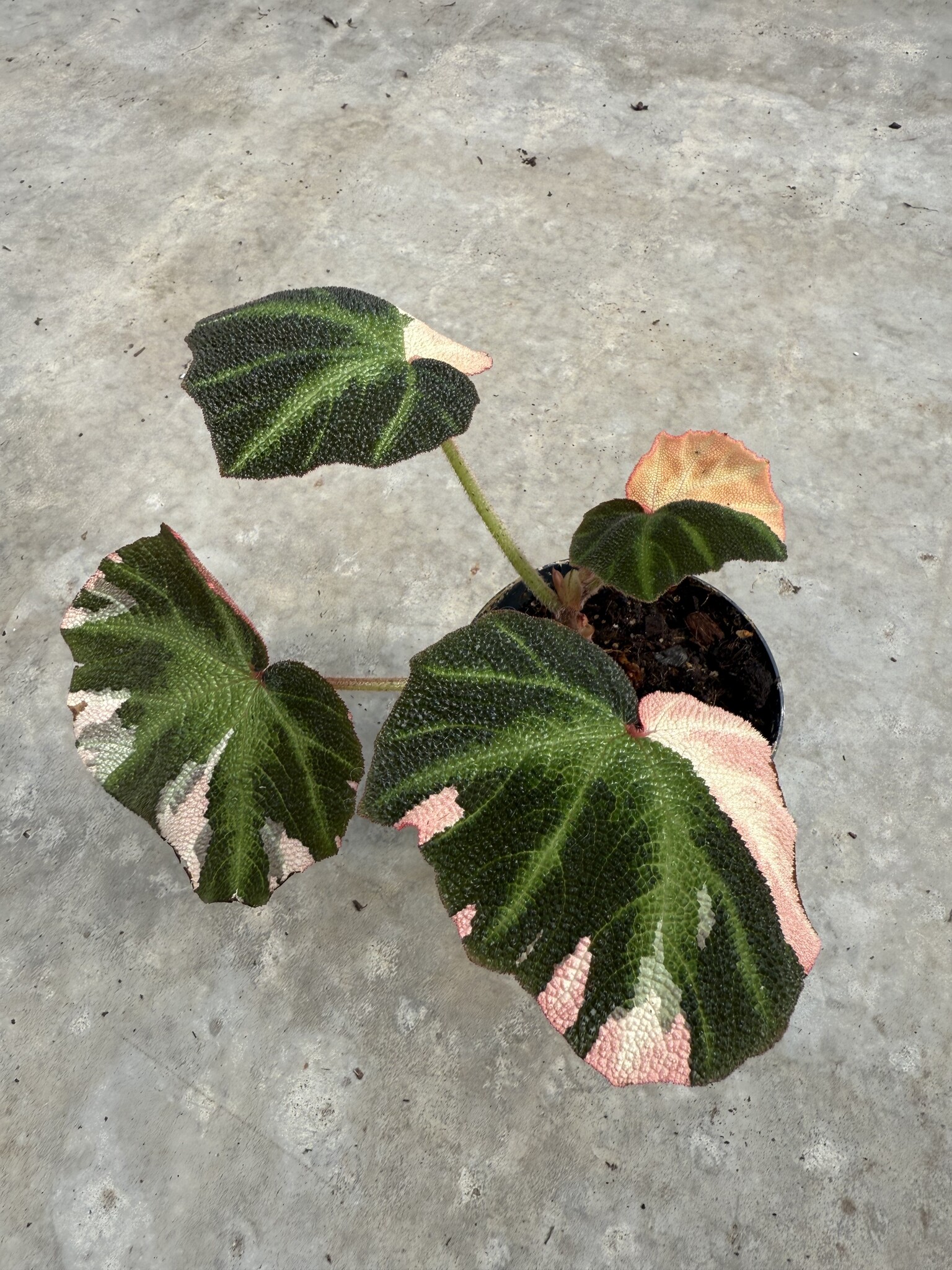 Begonia Soli Mutata Variegata ø12 | Limited Leaves - Limited Leaves